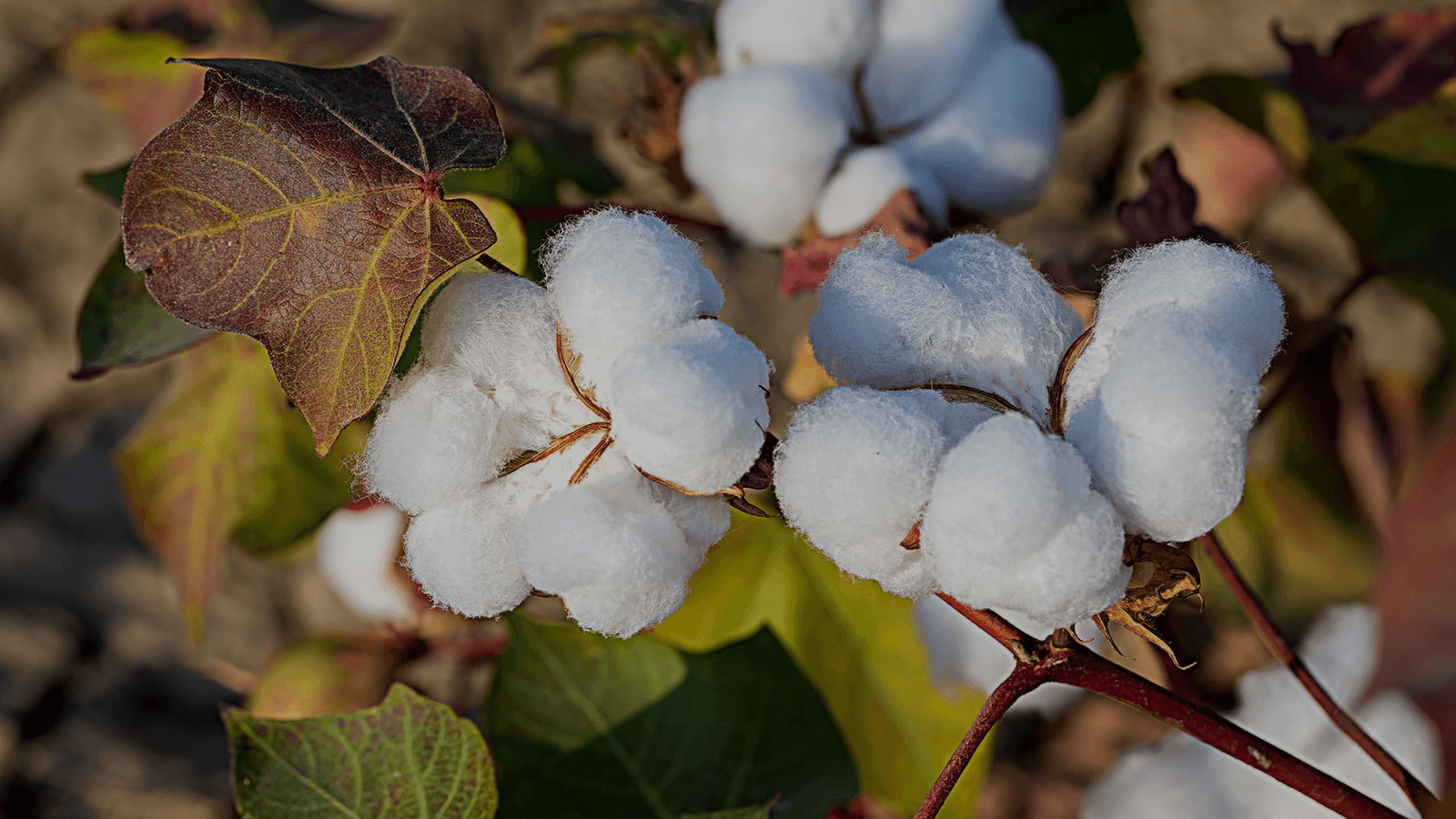 Export Connect Tanzania Limited – Buy Lentils from Premium Tanzania